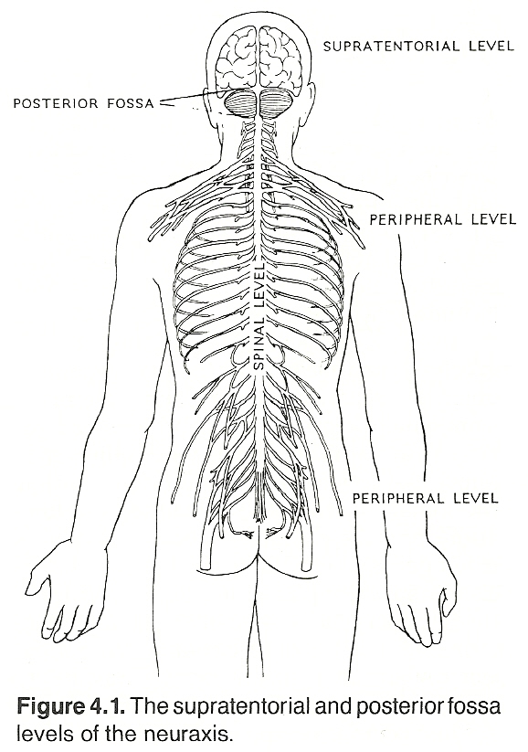 The structures of the diencephalon, all of which are located between ...