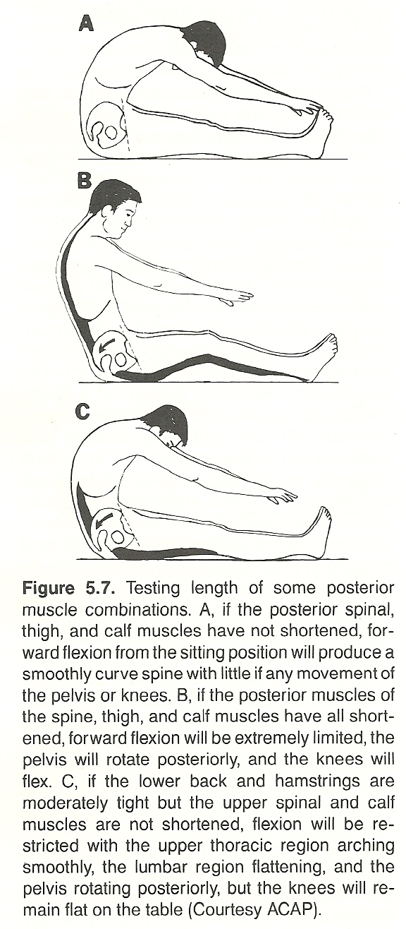 Muscle Shortening That May Affect Lumbar Function