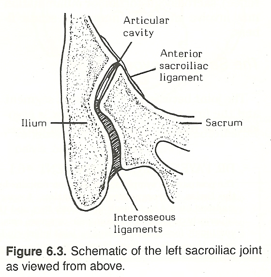 The Sacrococcygeal Joints