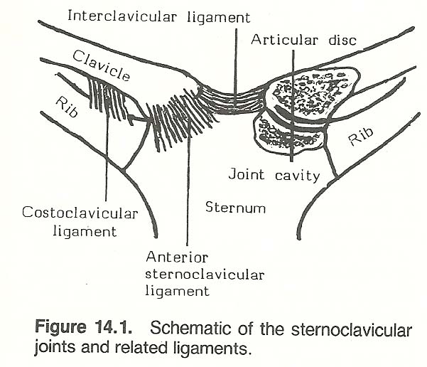 The scapula, clavicle, and the humerus function as a biomechanical unit ...
